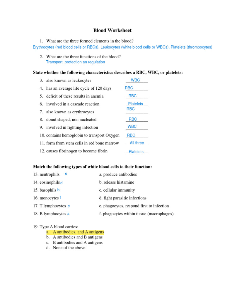 Blood Worksheet | PDF | Blood Type | White Blood Cell