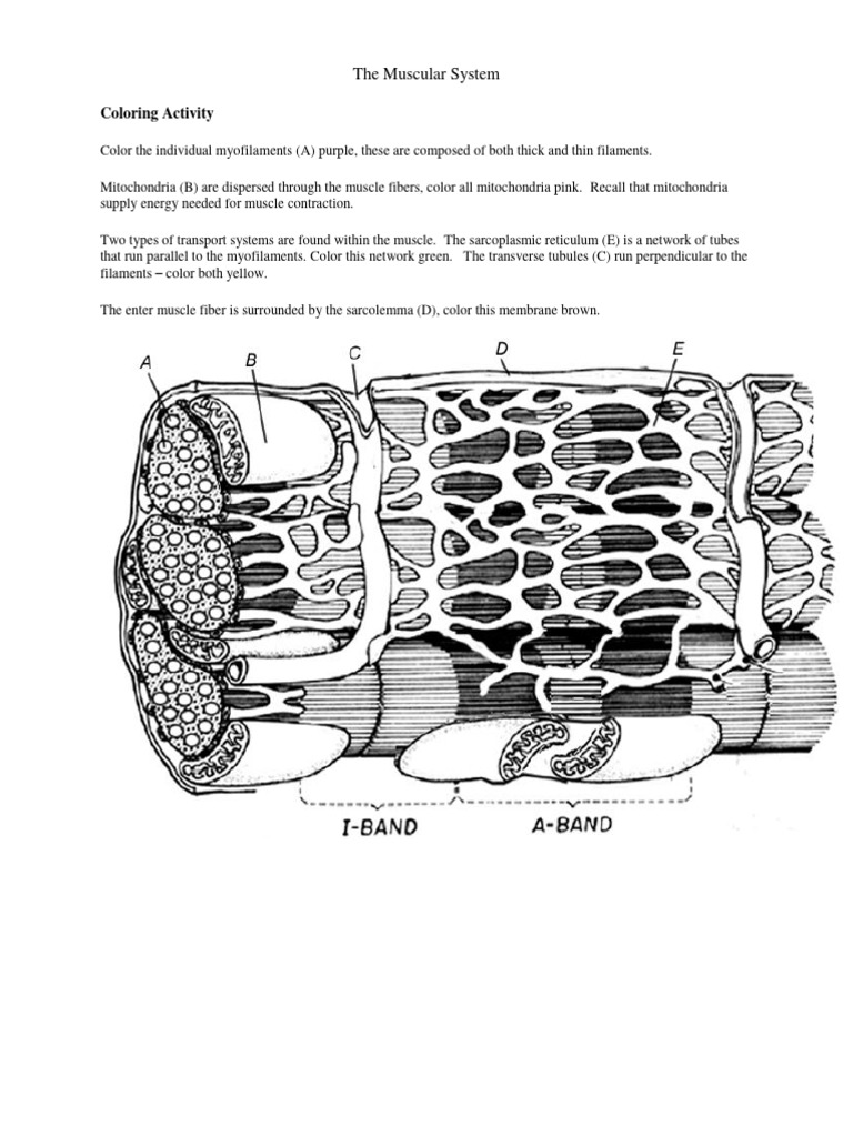 Muscle - Coloring and Questions | PDF | Muscle Contraction | Histology