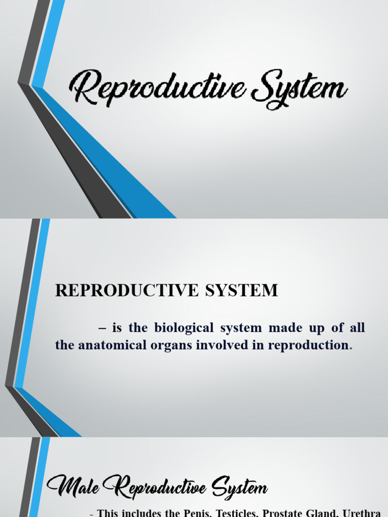Reproductive System | PDF
