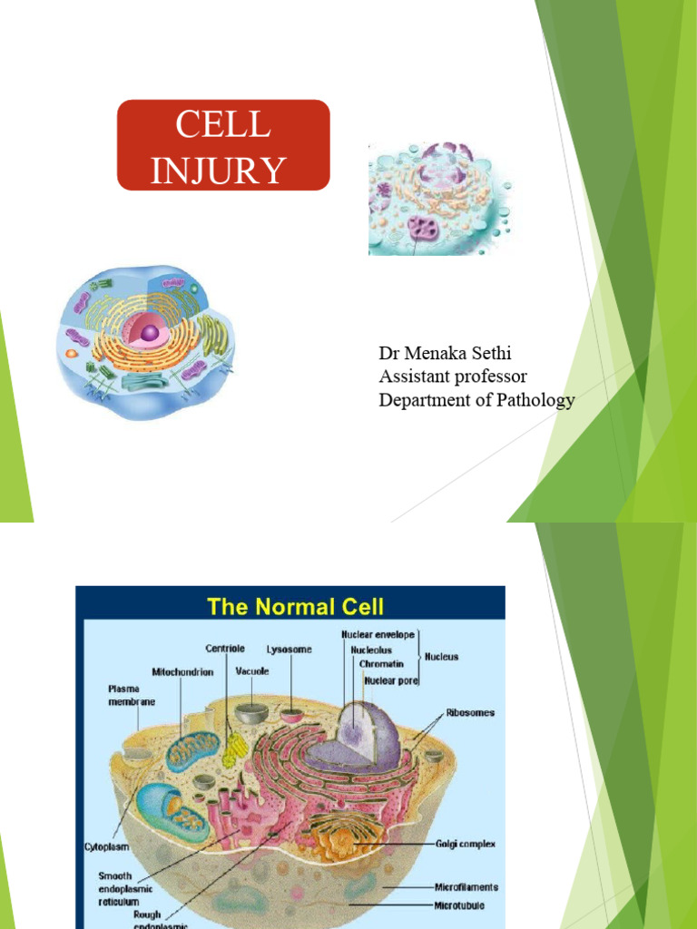 Cell Injury and Its Types | PDF | Reactive Oxygen Species | Cell (Biology)