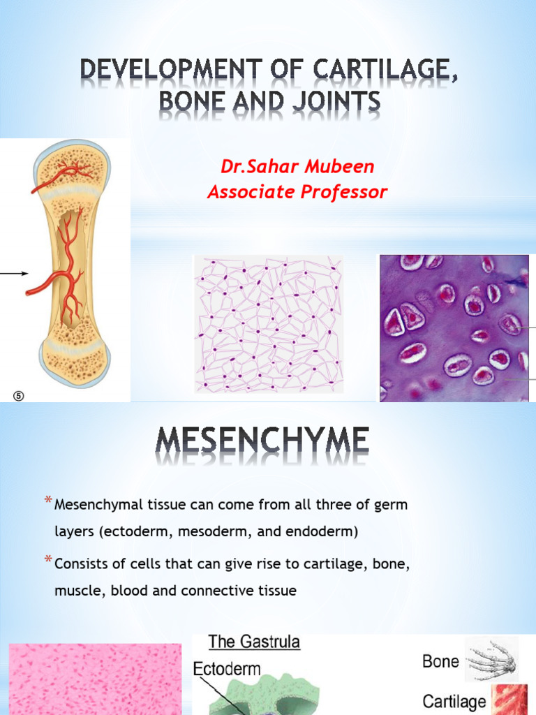 Development of Cartilage, Bone and Joints | PDF | Bone | Osteoblast