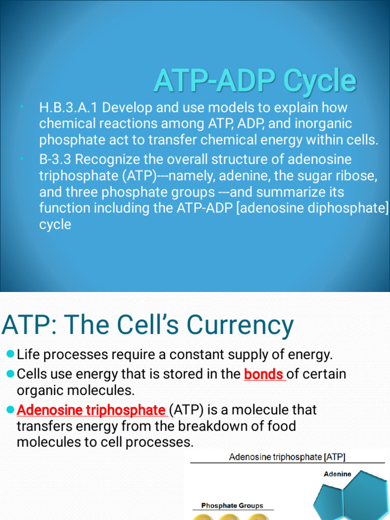 ATP ADP Slides | PDF | Adenosine Diphosphate | Adenosine Triphosphate
