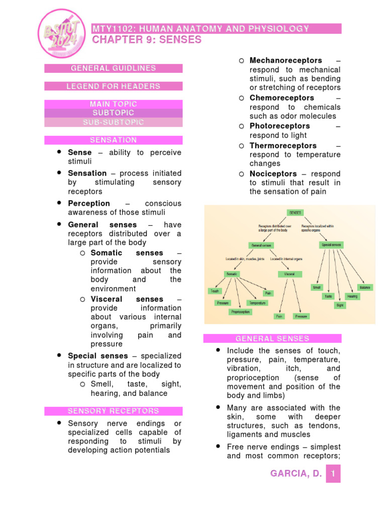 Chapter 9 - Senses | PDF | Senses | Ear