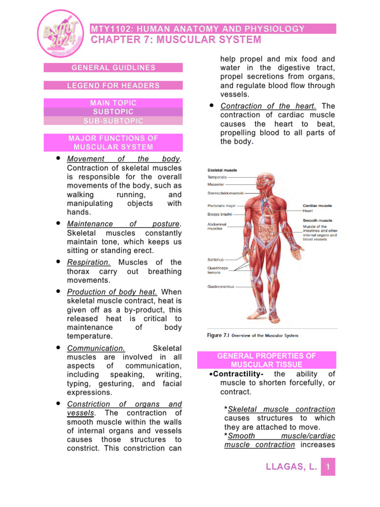 Key Functions of the Muscular System | PDF | Muscle Contraction ...