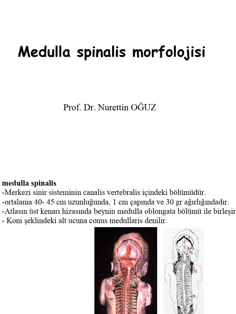 2023 Medulla Spinalis Morfolojisi | PDF