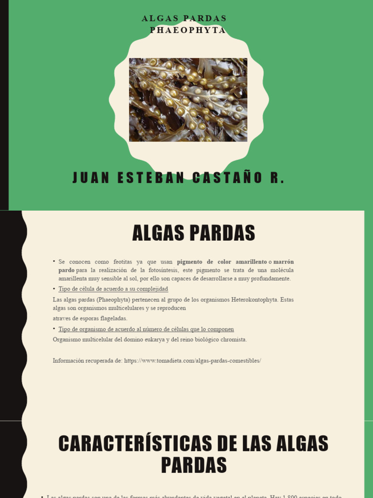 Algas Pardas | PDF | Ciencia y matemáticas