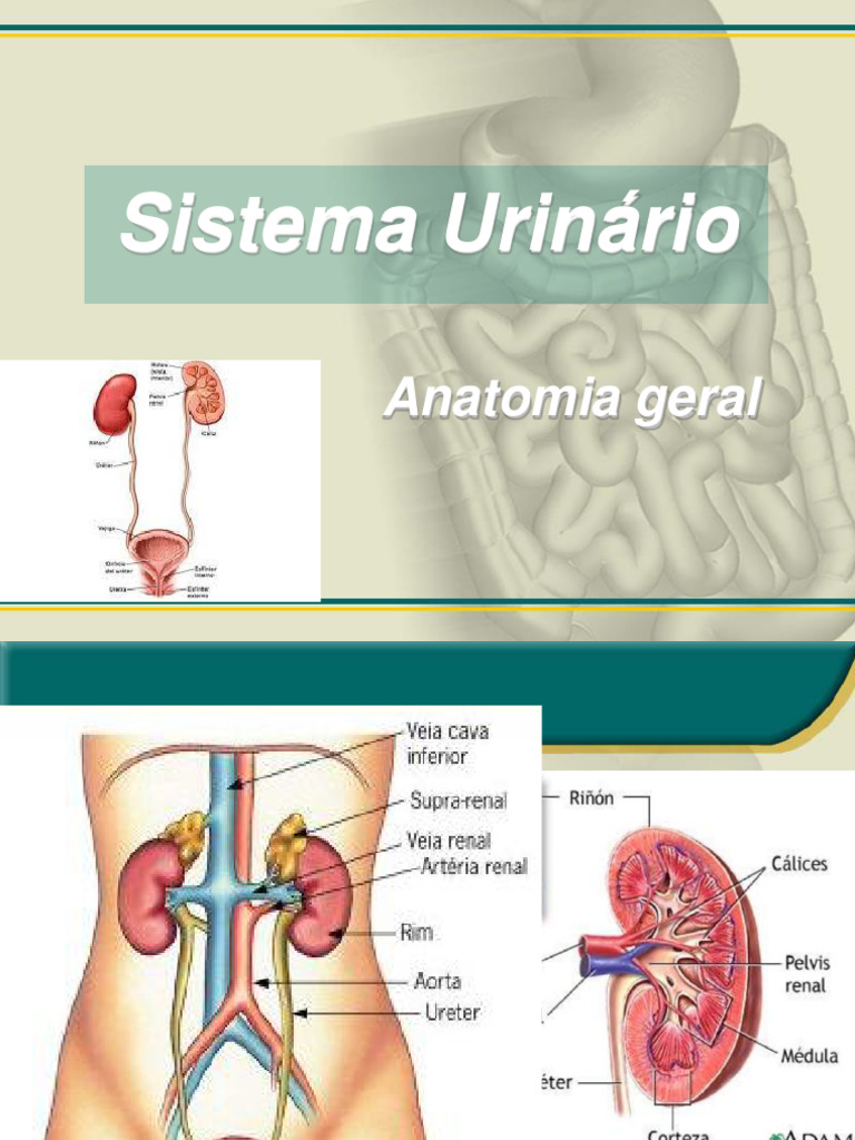 Sistema Urinario | PDF
