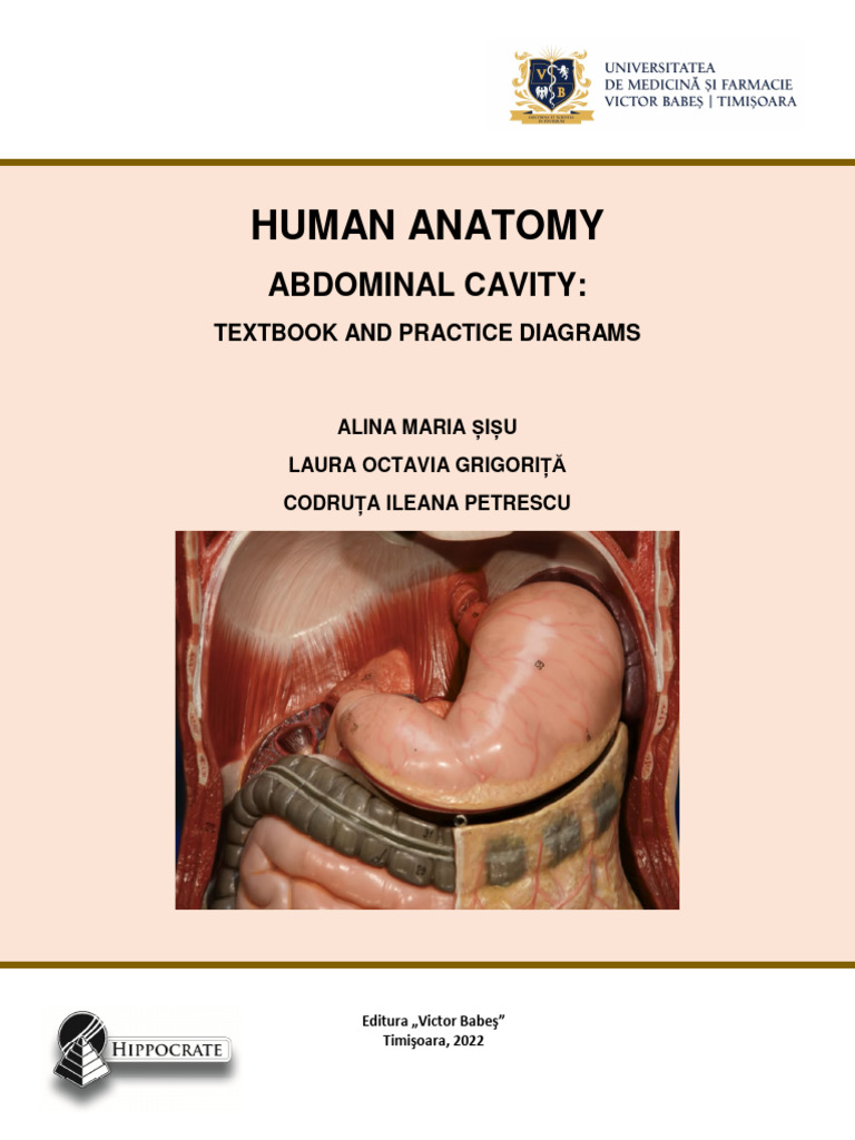Abdominal Cavity Anatomy Guide | PDF | Peritoneum | Pancreas