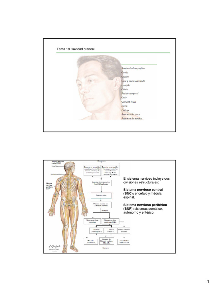 Sistema Nervioso Central | PDF | Cerebro | Médula espinal