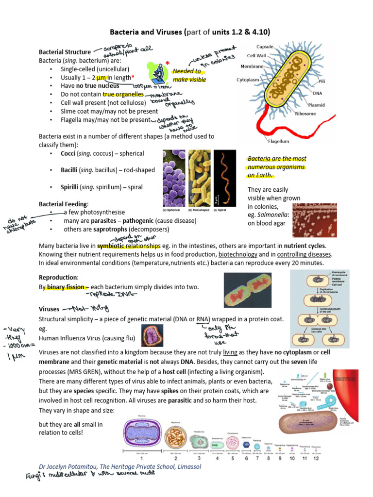 1.2. Bacteria and Viruses | PDF | Bacteria | Cell (Biology)