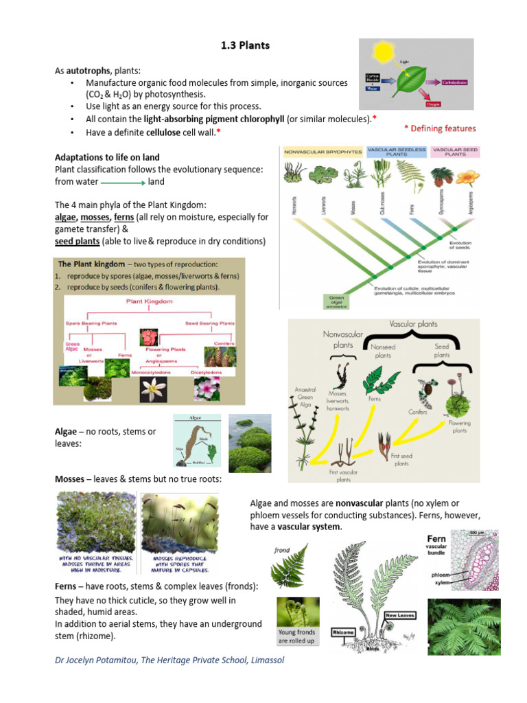 1 3 Plants And Animals Pdf Plant Stem Plants