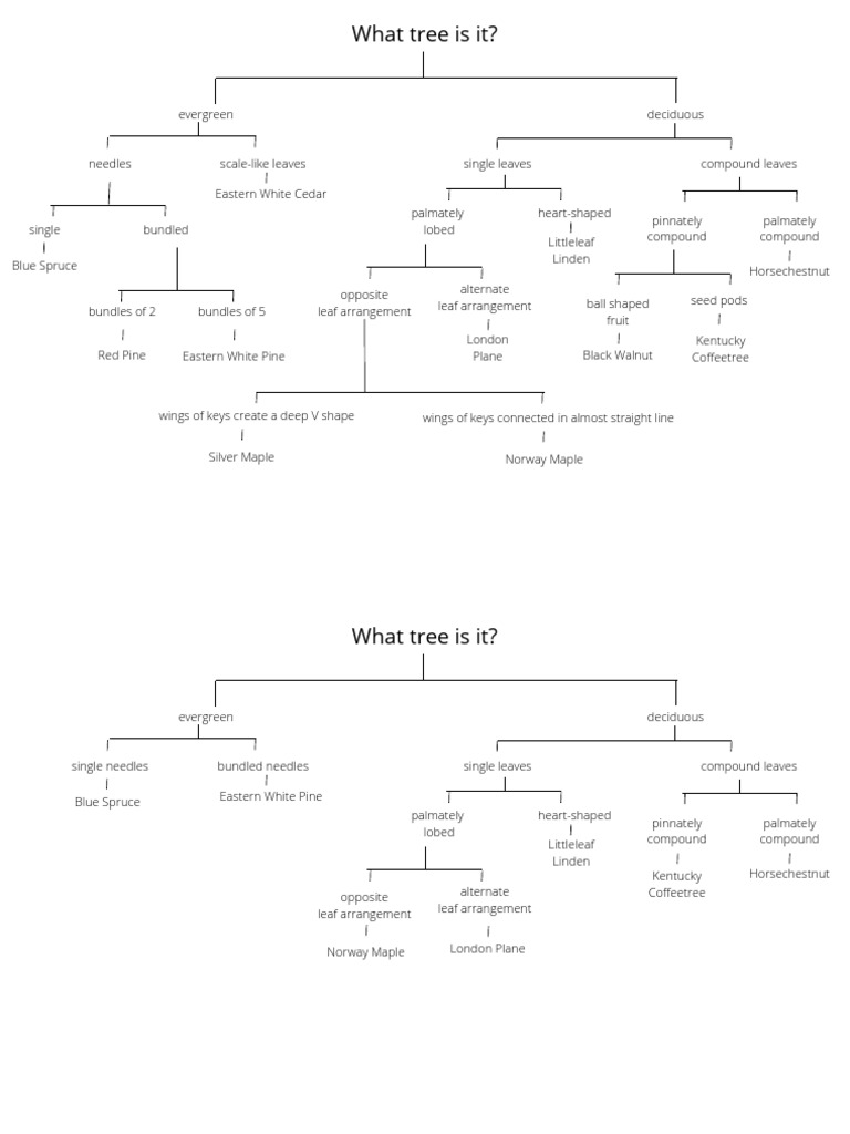 Dichotomous Key Examples | PDF | Leaf | Maple