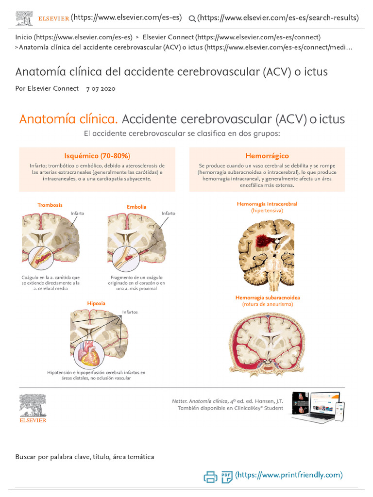 Anatomía Clínica Del Accidente Cerebrovascular (ACV) o Ictus | PDF | Carrera | Anatomía
