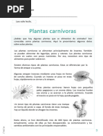 4° Evaluaciones Tipo ECE Comprensión Lectora de 4 | PDF