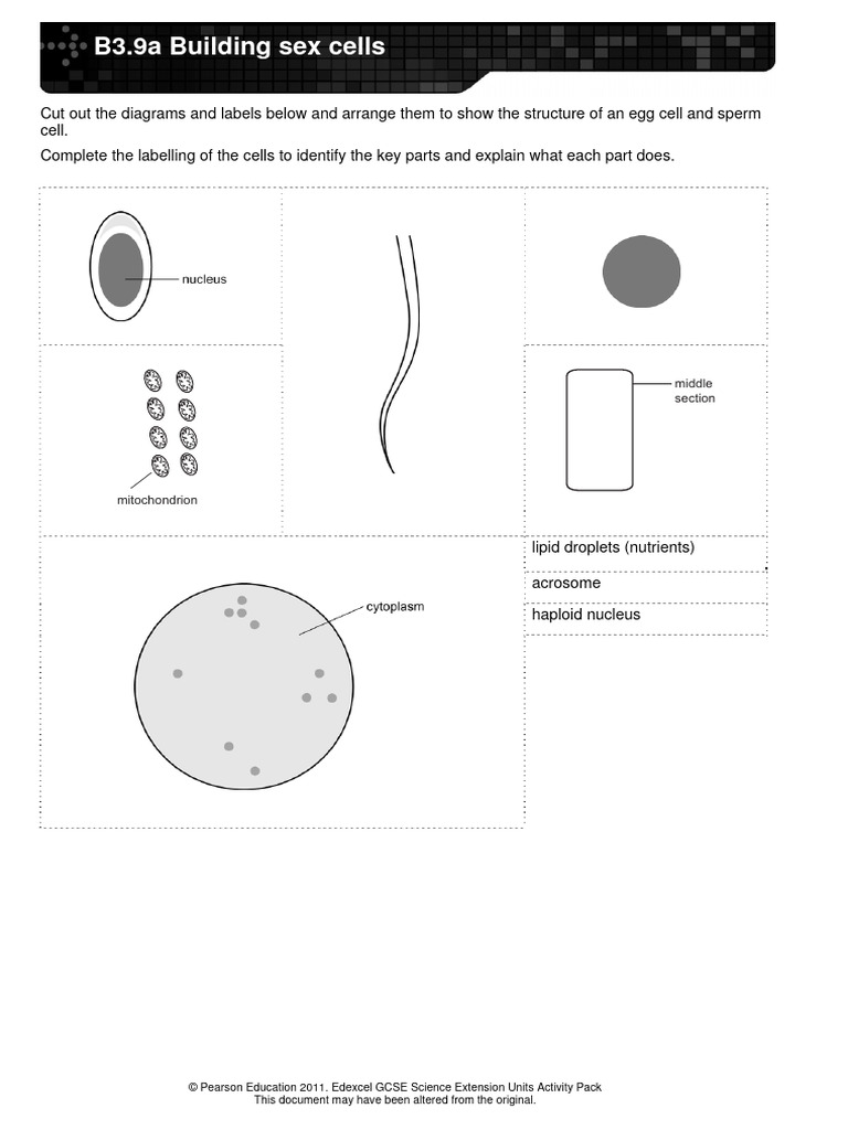 9 Fertilisation Pdf Sex Cell Biology