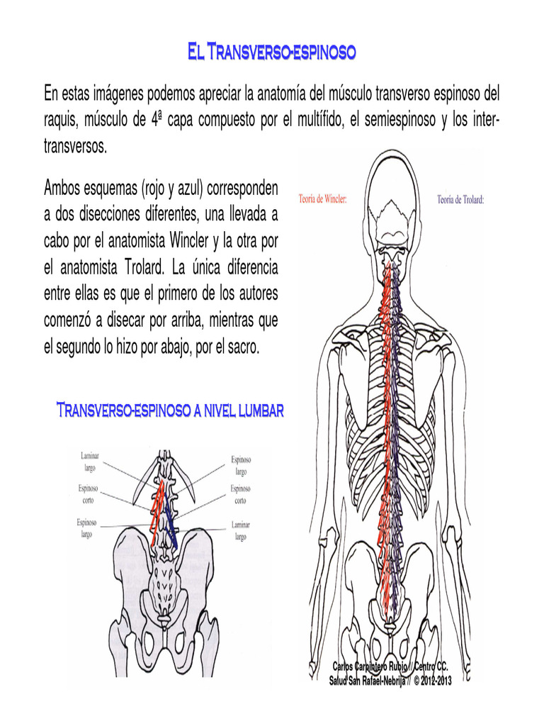 Fisiología Del Transverso-Espinoso | PDF | Morfología (biología ...