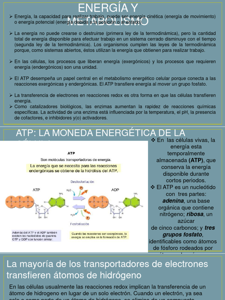 Respiracion Celular y Fotosintesis | PDF | Nicotinamida adenina ...