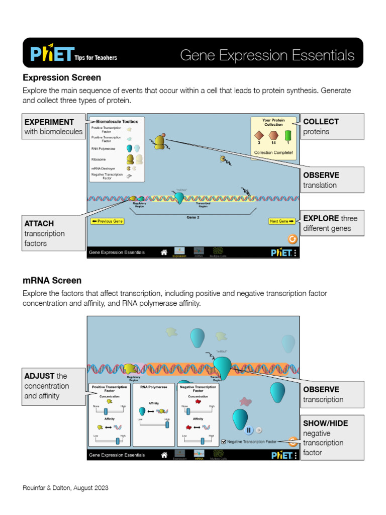 Gene Expression Essentials HTML Guide - en | PDF | Proteins | Messenger Rna