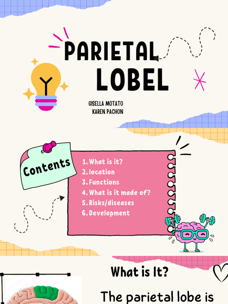 Parietal Lobe | PDF | Brain | Parietal Lobe