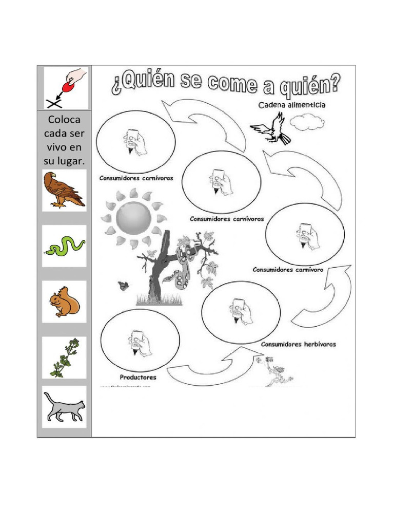 Cadena Alimenticia 1 | PDF