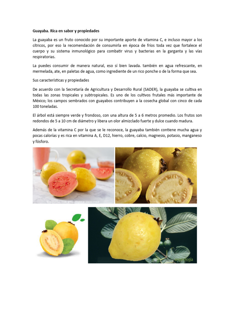 Guayaba | PDF