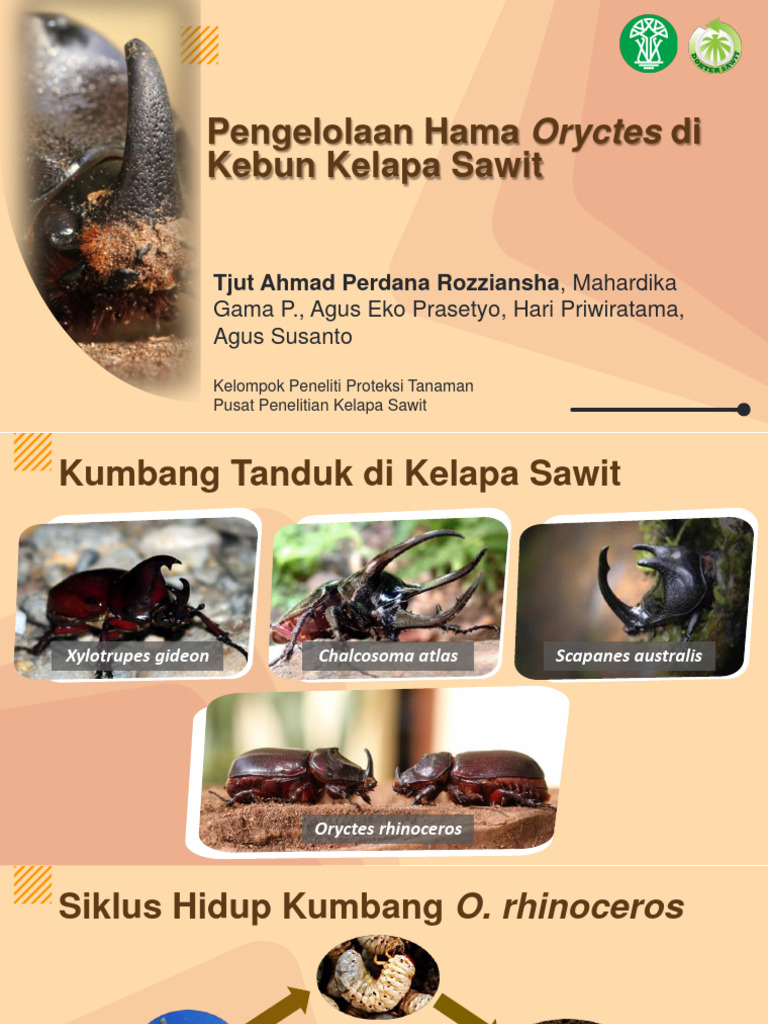 Oryctes Kelti Proteksi | PDF