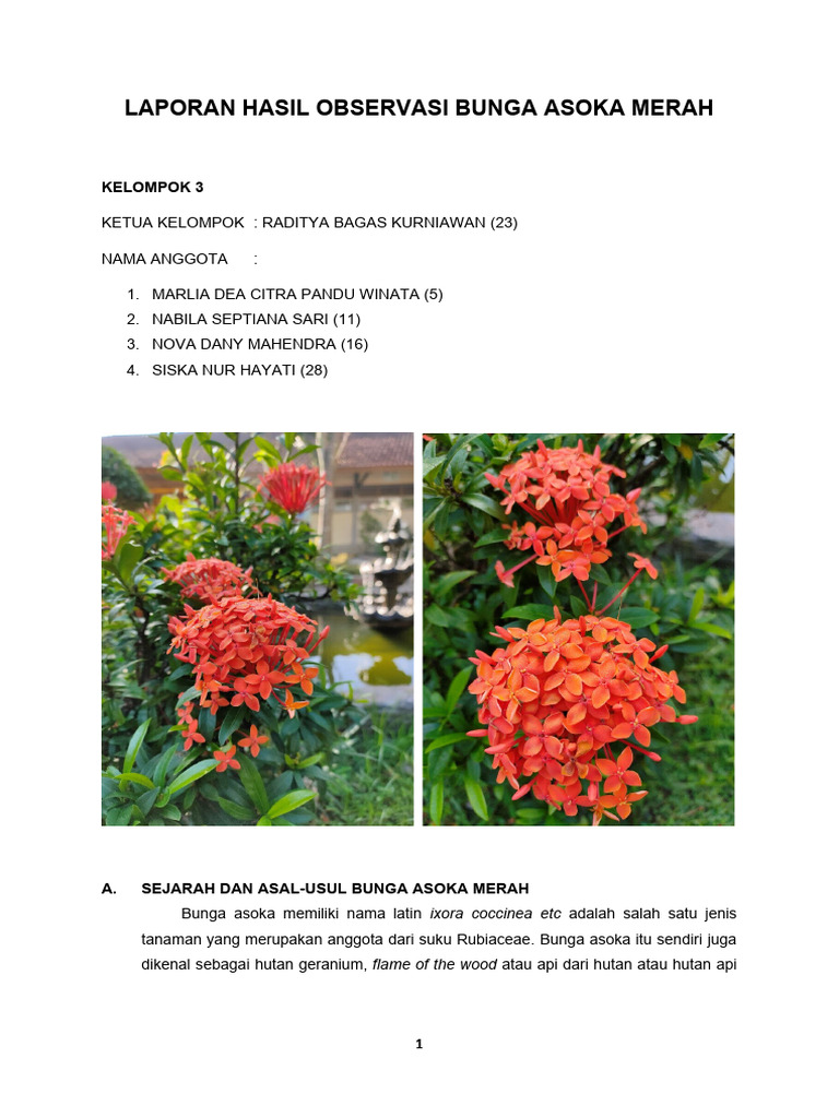 Observasi Bunga Asoka Merah | PDF