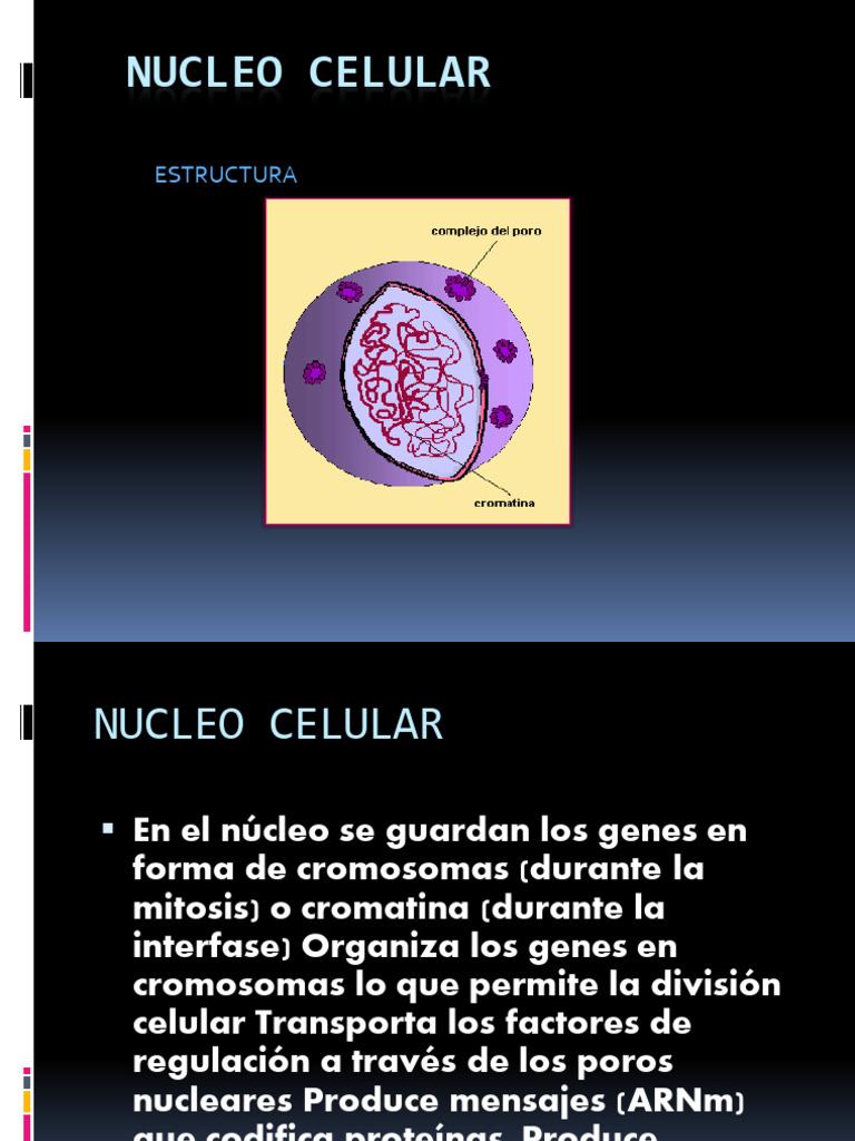 NUCLEO CELULAR | PDF | Nucleo celular | Biología Celular)