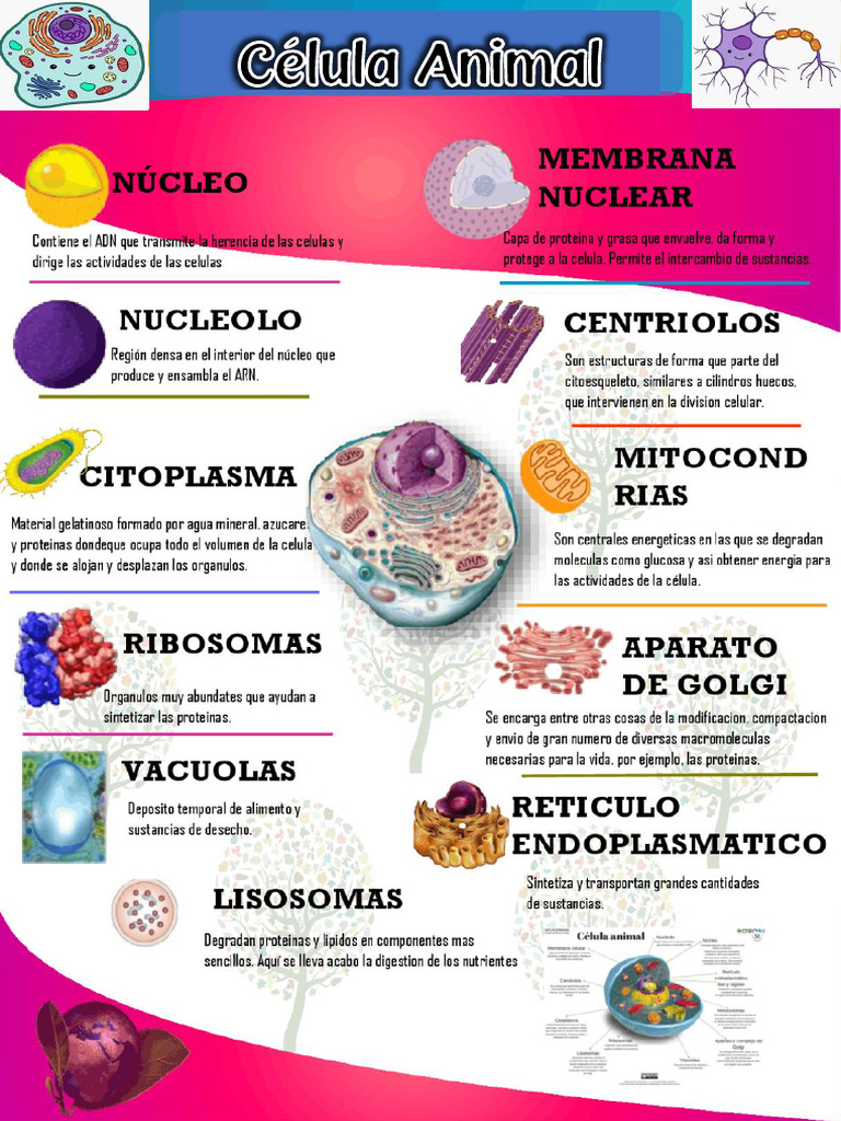 Celula Animal | PDF