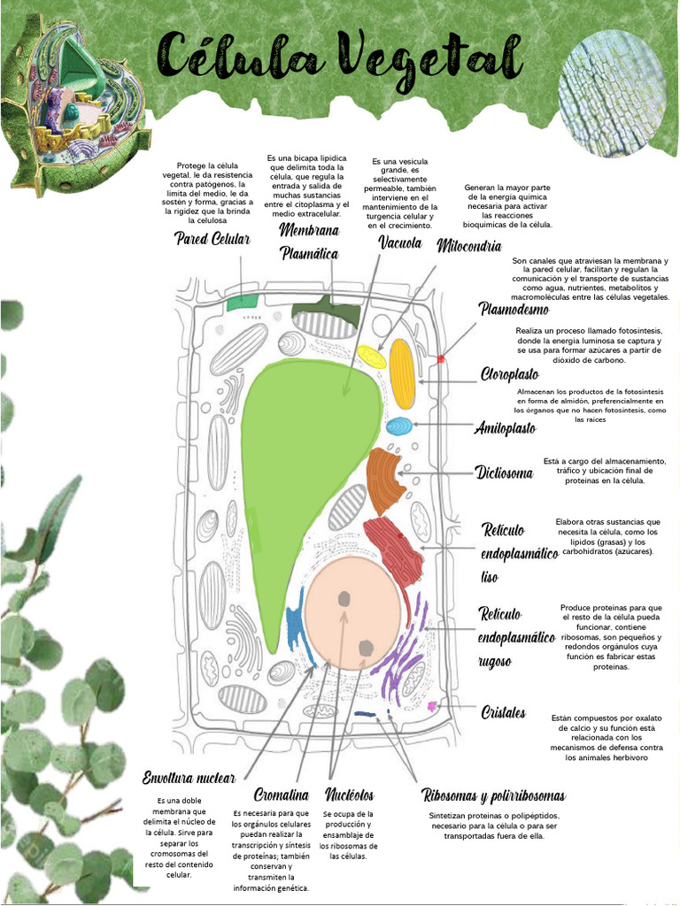 Celula Vegetal | PDF | Biología Celular) | Lípido