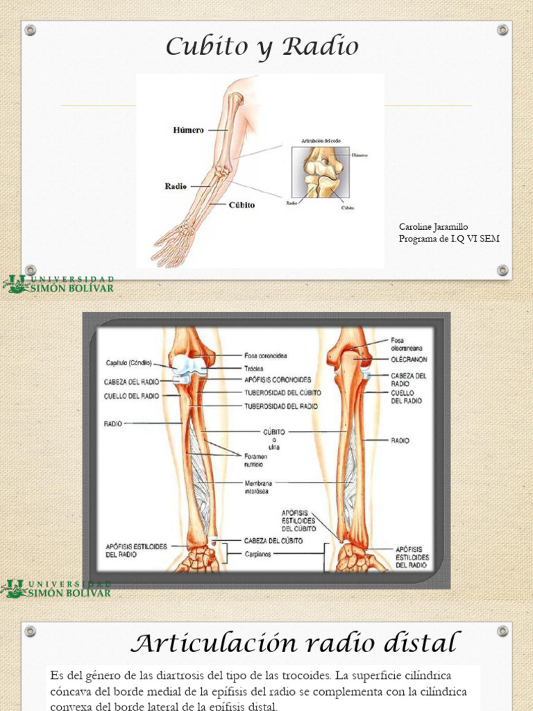 Anatomía y Tratamiento del Radio y Cúbito | PDF | Ciencia y matemáticas