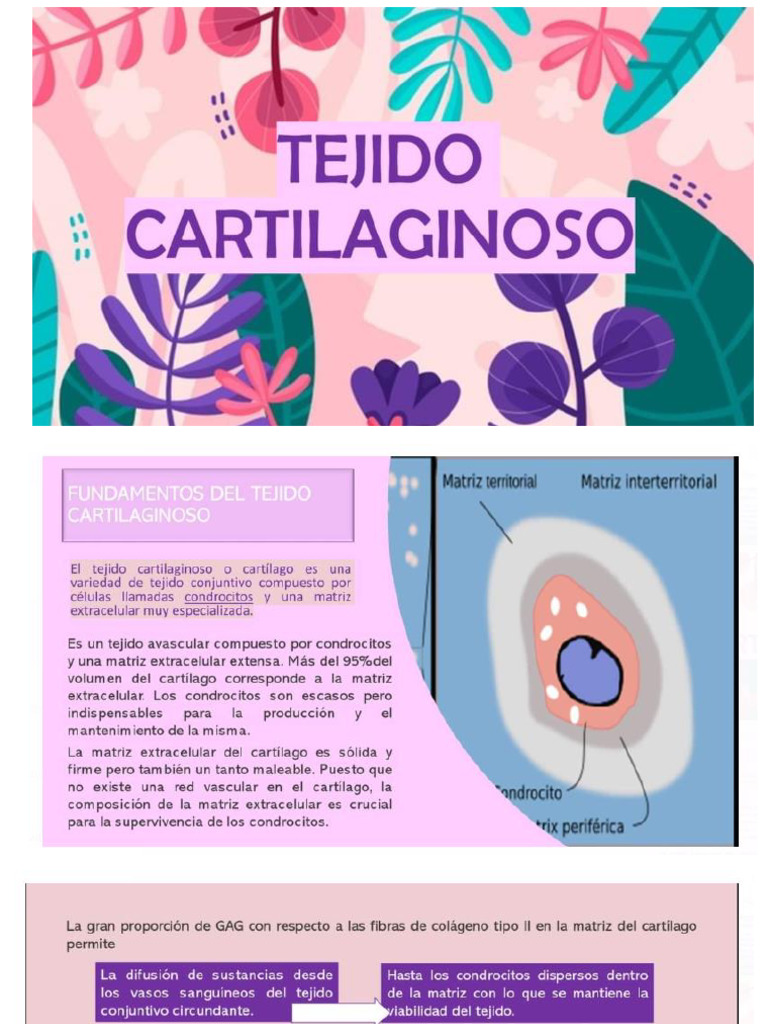 Tejido Cartilaginoso 1 | PDF