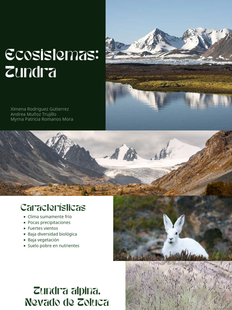 Tundra Alpina en México: Características y Ubicación | PDF | Ecosistema ...