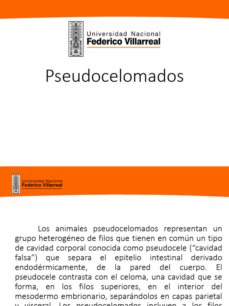 9 Filo Nematoda | PDF | Nematodo | Sistema reproductivo
