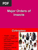 Classification of Insect Orders PDF | PDF | Insects | Fly