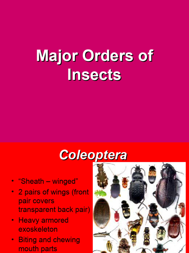 Major Insect Orders Overview | PDF | Insects | Fly