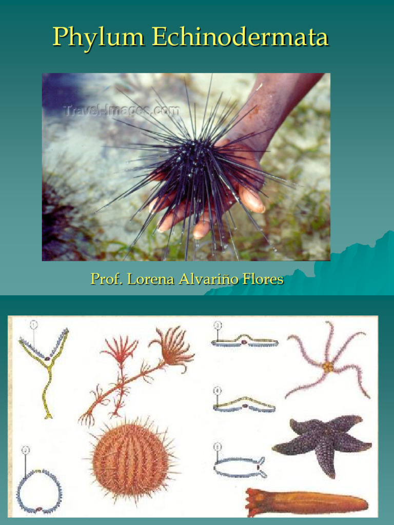 20 Filo Echinodermata 2023 | Descargar gratis PDF | Eucariotas | Anatomía