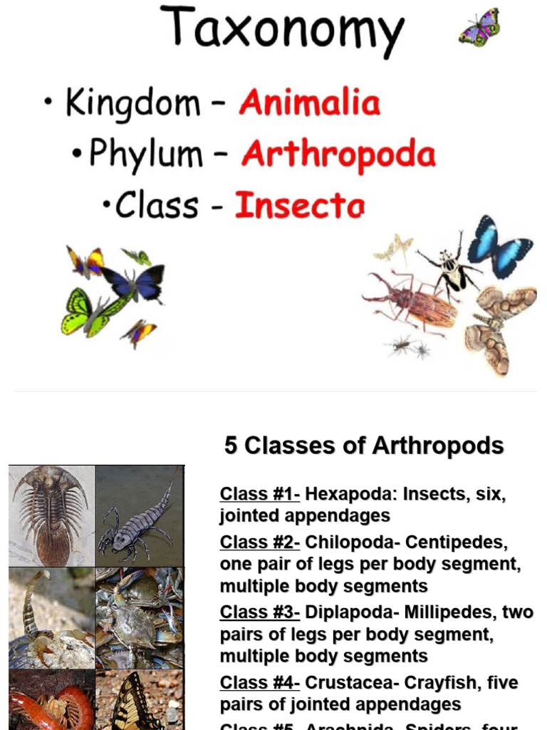Insect Classification No Background | PDF | Insects | Fly