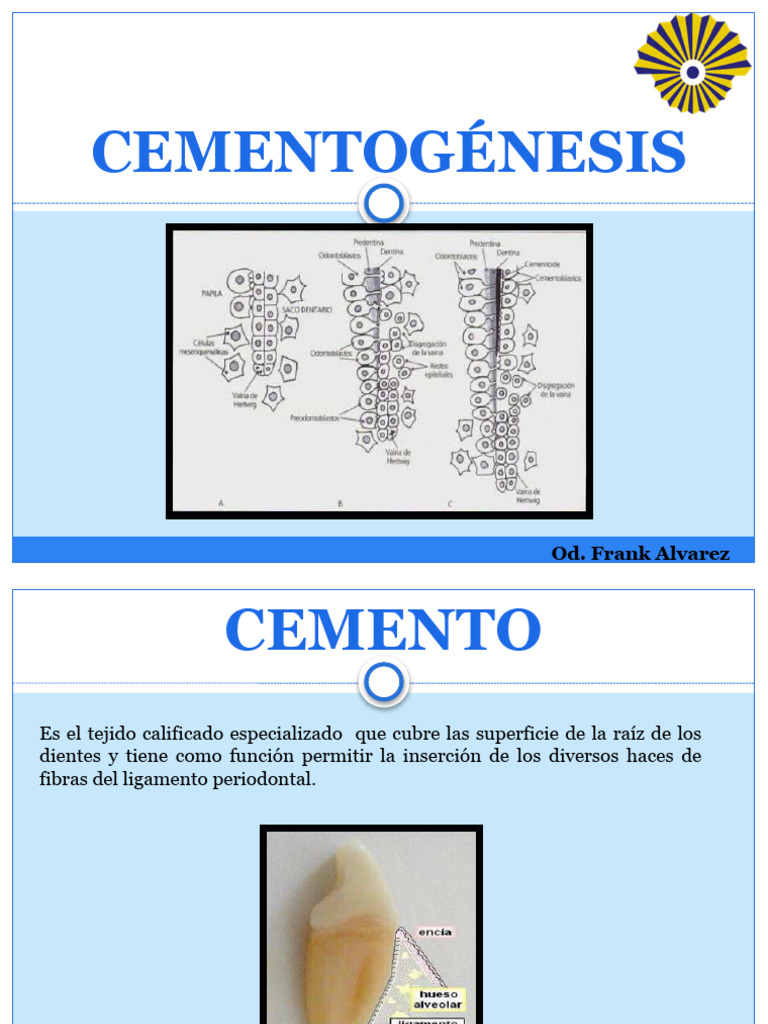 Cementogenesis.. | PDF | Dentina | Esmalte de dientes