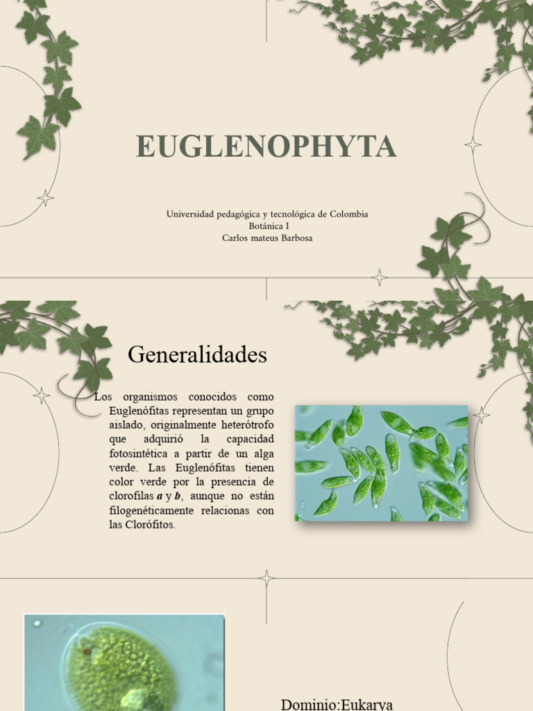 EUGLENOPHYTA | PDF