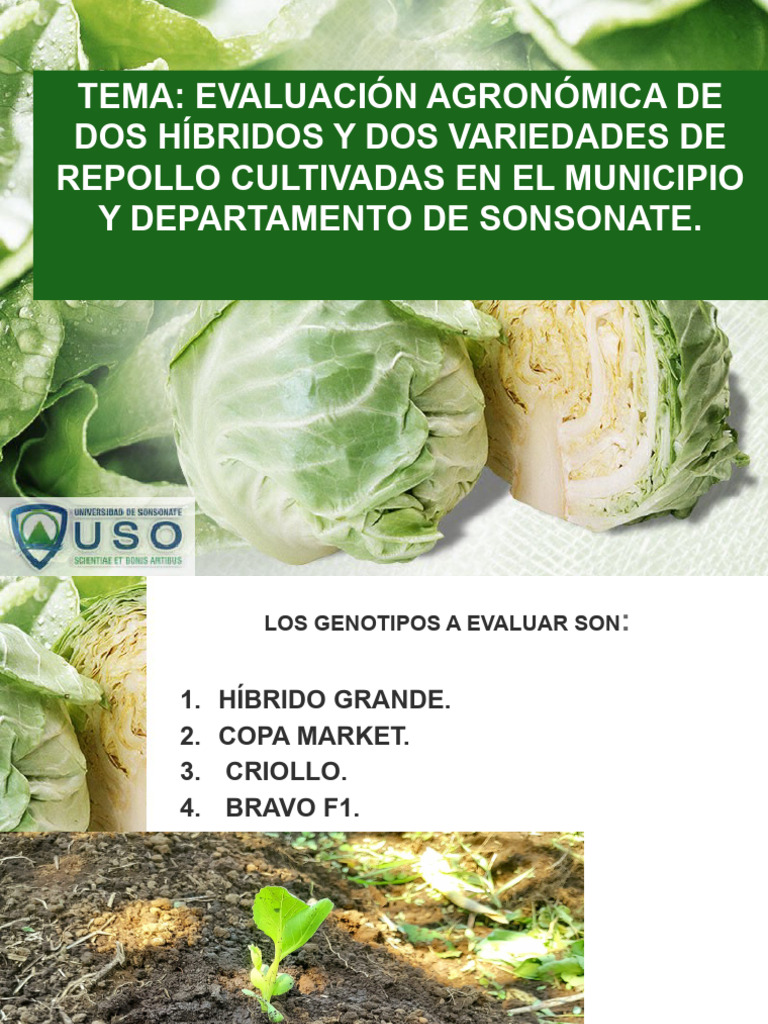 Cultivo de Repollo Diseños Experimentales 2 | PDF | Tecnología