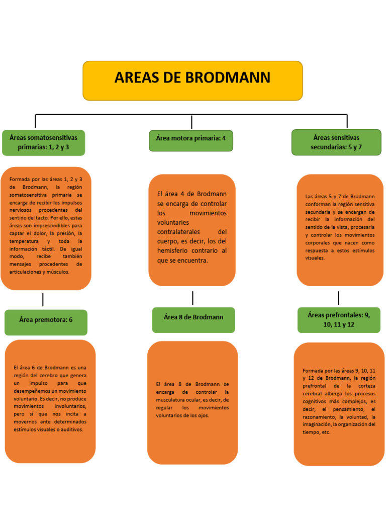 Mapa Conceptual de Las Areas de Broadmann | PDF | Cerebro | Corteza ...