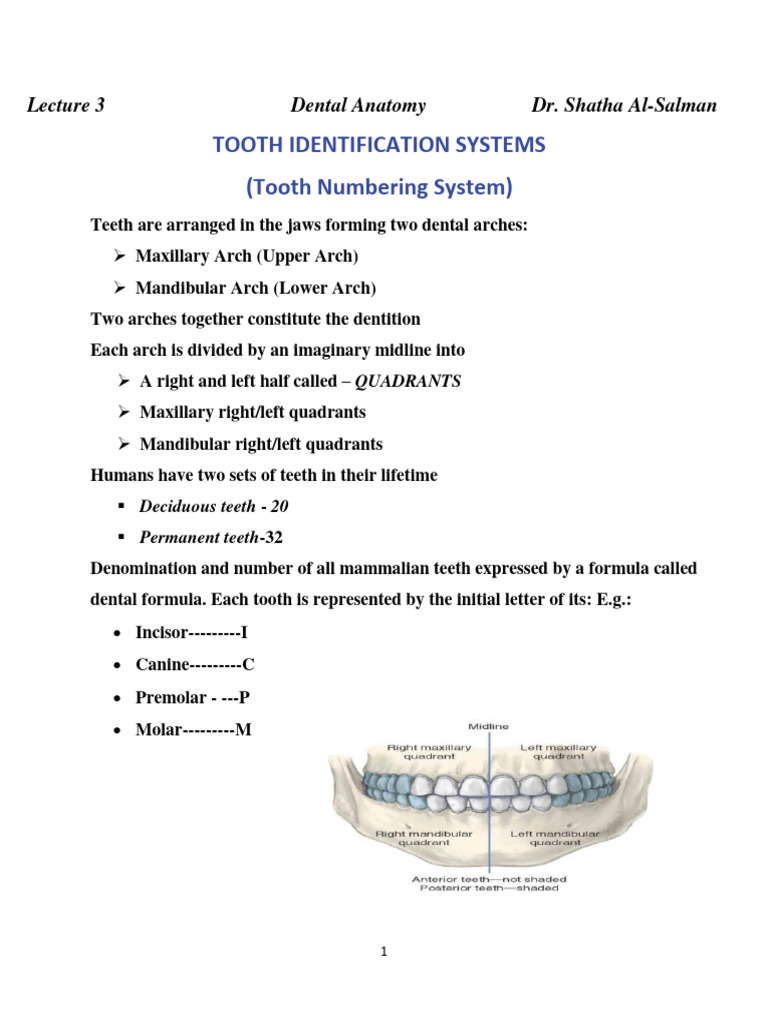 MUCLecture 2023 21749542 | PDF | Human Anatomy | Health Sciences