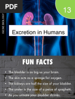 Excretion and Homeostasis Form2 | PDF | Kidney | Homeostasis