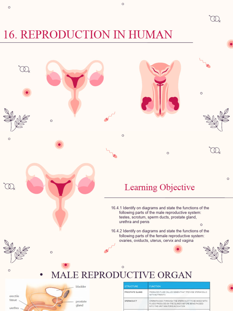 Human Reproductive System Overview | PDF | Self-Improvement | Science ...
