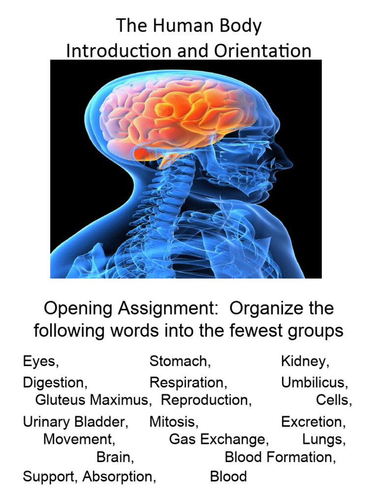 1 A The Human Body Intro | PDF | Human Body | Anatomy