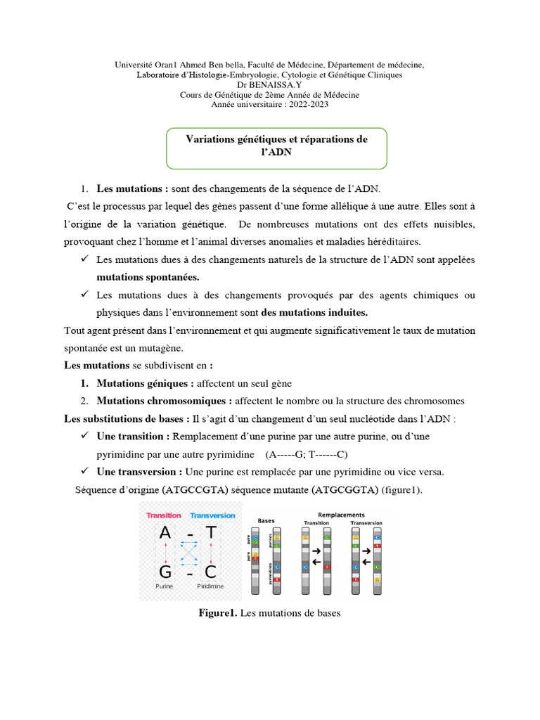 Mutation | PDF | Réparation de l'ADN | Mutation