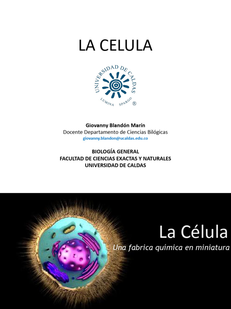 La Celula | PDF | Biología Celular) | Citoplasma