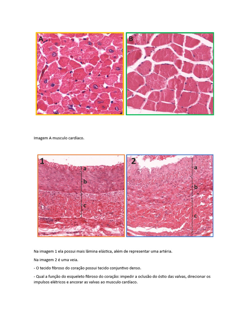 Revisão Biocel | PDF