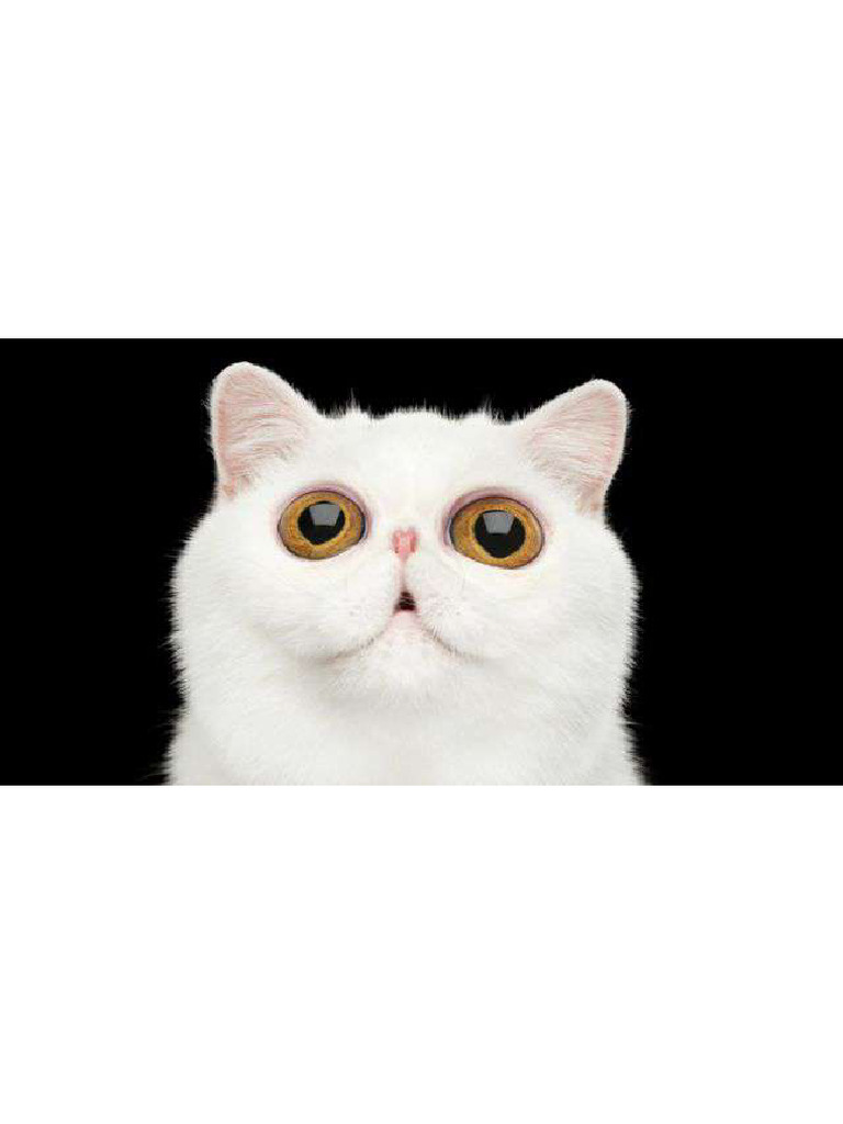 Gettyimages-543560762 | PDF